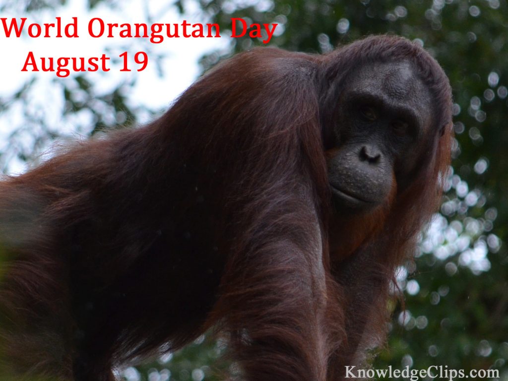World Orangutan Day - Knowledge Clips