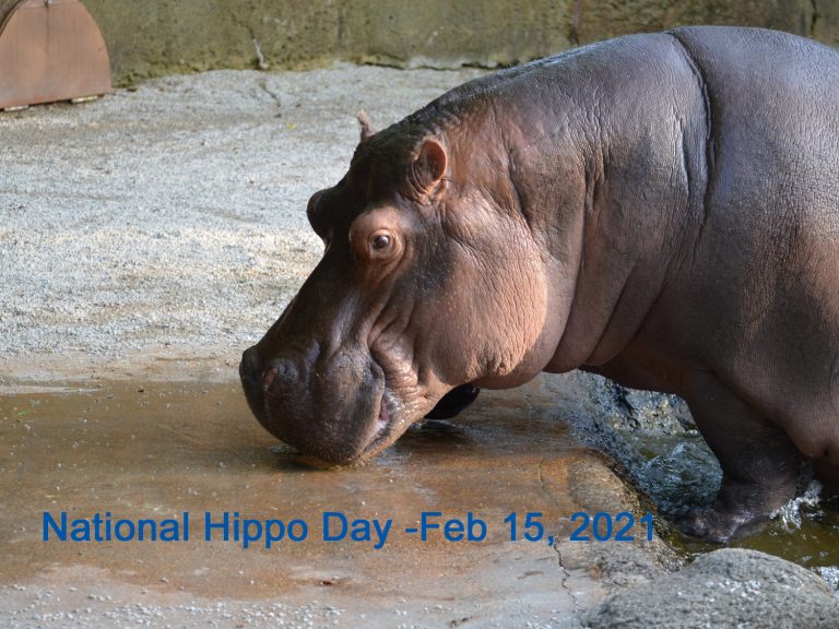 National Hippo Day - 2021 - Knowledge Clips